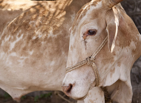 Gifts That Make An Impact Now - PETA